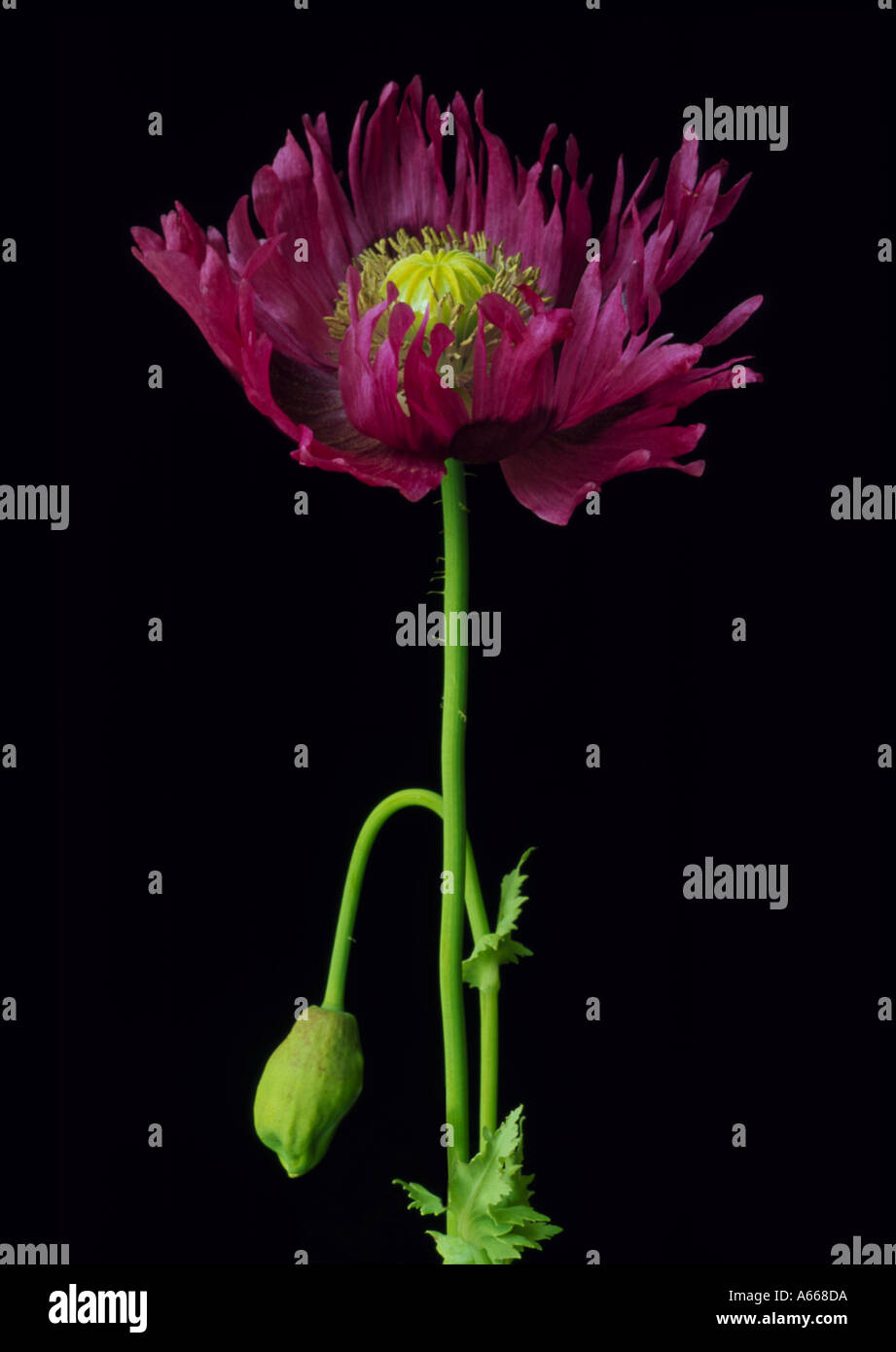 Poppy and bud Stock Photo - Alamy
