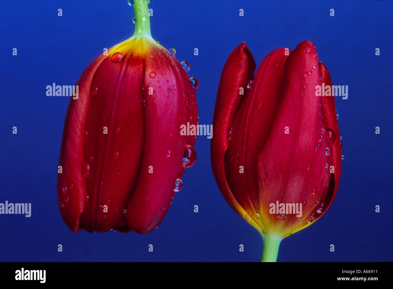 Duo of tulips hi-res stock photography and images - Alamy