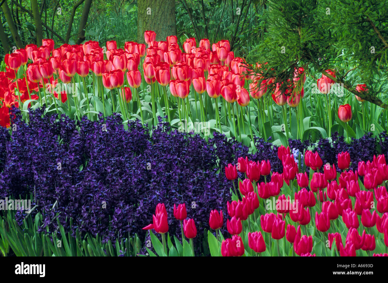 Spring bulbs Keukenhof Garden Lisse Holland Stock Photo - Alamy