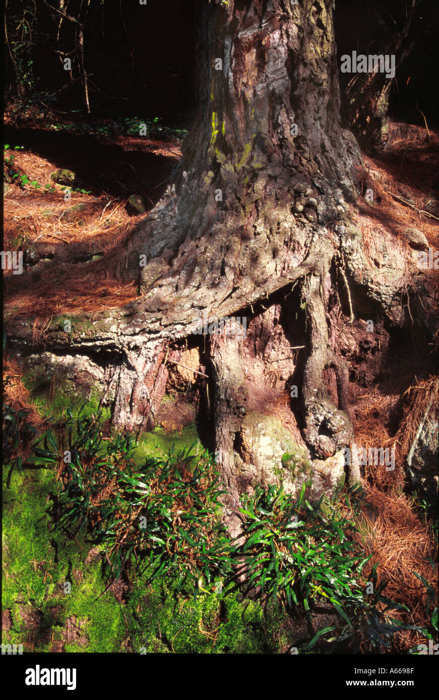 Base of a tree and its large roots in the woods Stock Photo - Alamy