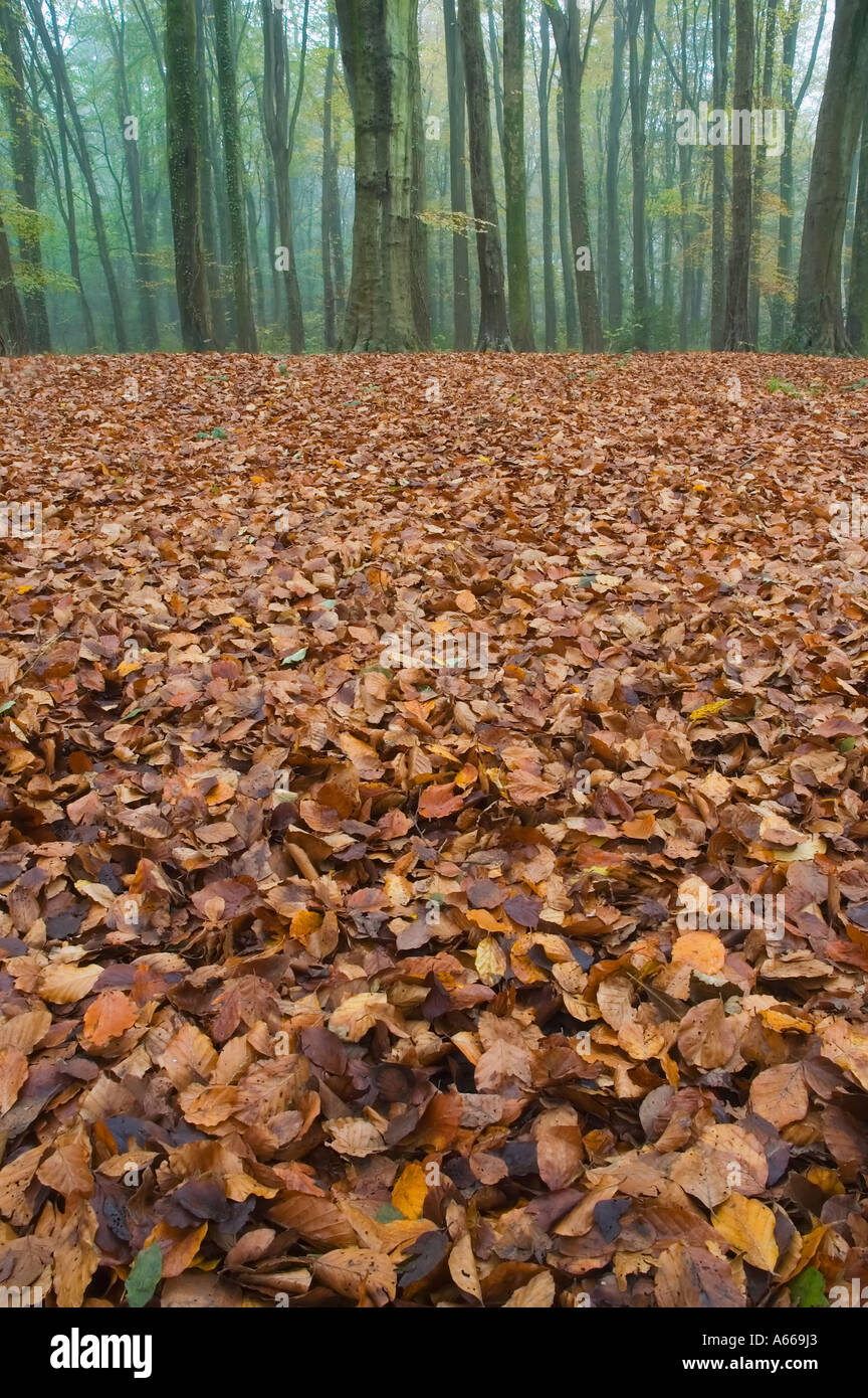 A mass Autumn / Fall leaves with misty trees in the background. Taken ...