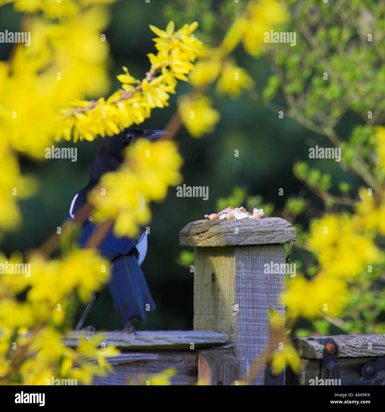 Magpie peeking through a forsythia bush Stock Photo - Alamy
