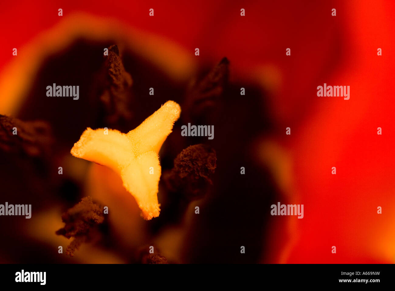 Inside a Red Tulip Flower Stock Photo - Alamy