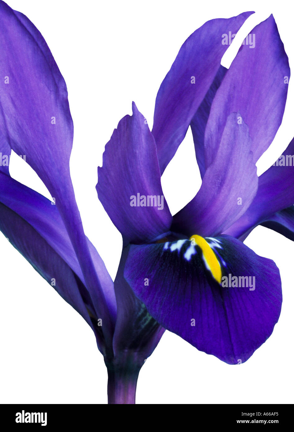 Iris reticulata joyce hi-res stock photography and images - Alamy