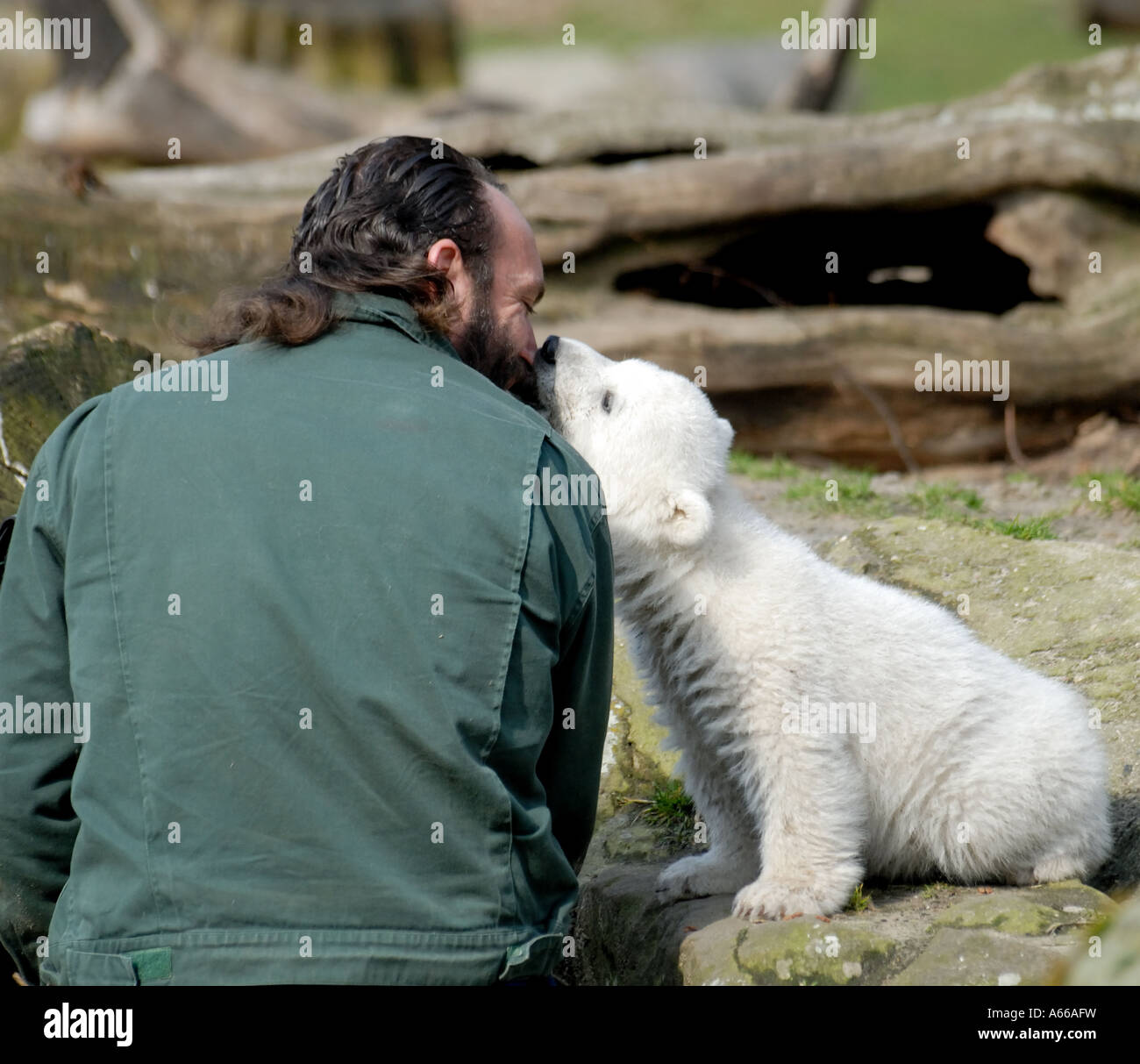 Knut the polar bear cub in Berlin Zoo Stock Photo - Alamy
