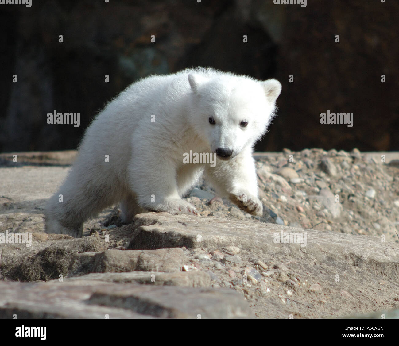 Knut the polar bear in Berlin Zoo Stock Photo - Alamy
