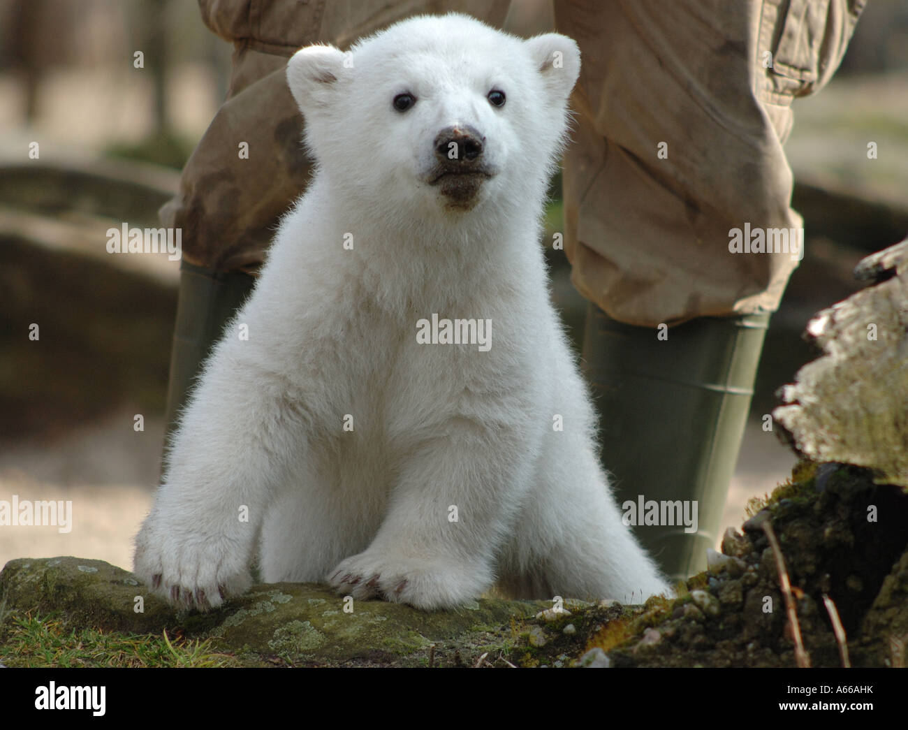 Knut the polar bear in Berlin Zoo Stock Photo - Alamy
