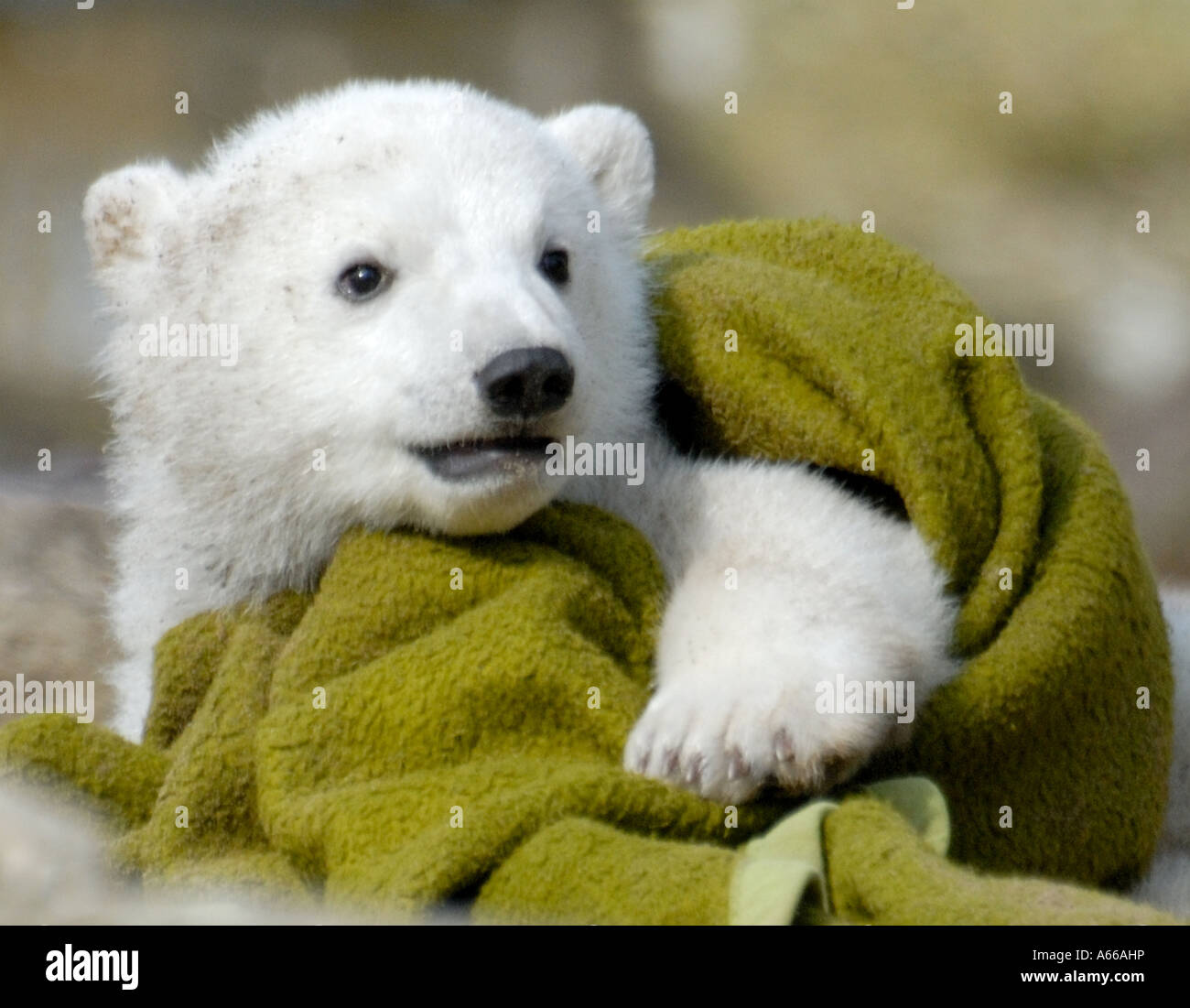Knut the polar bear in Berlin Zoo Stock Photo - Alamy
