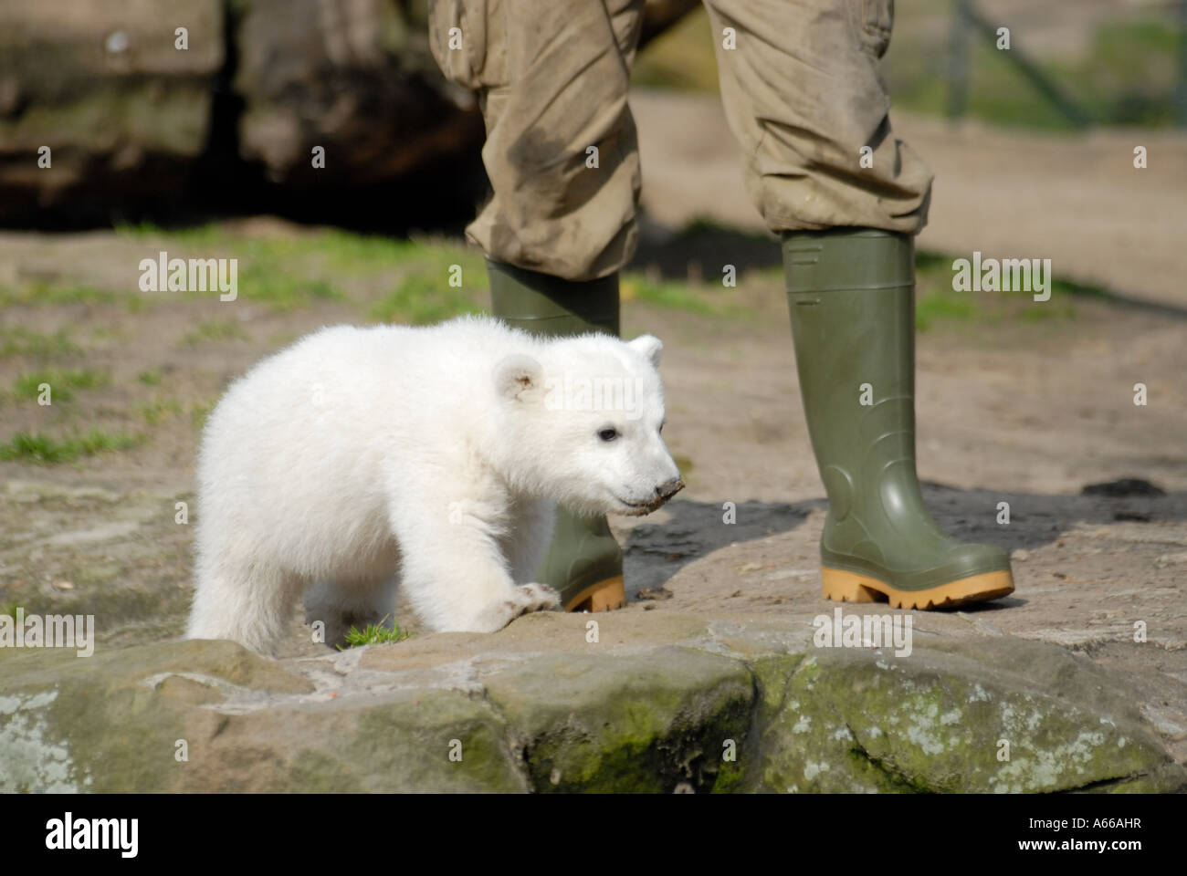 Knut the polar bear in Berlin Zoo Stock Photo - Alamy