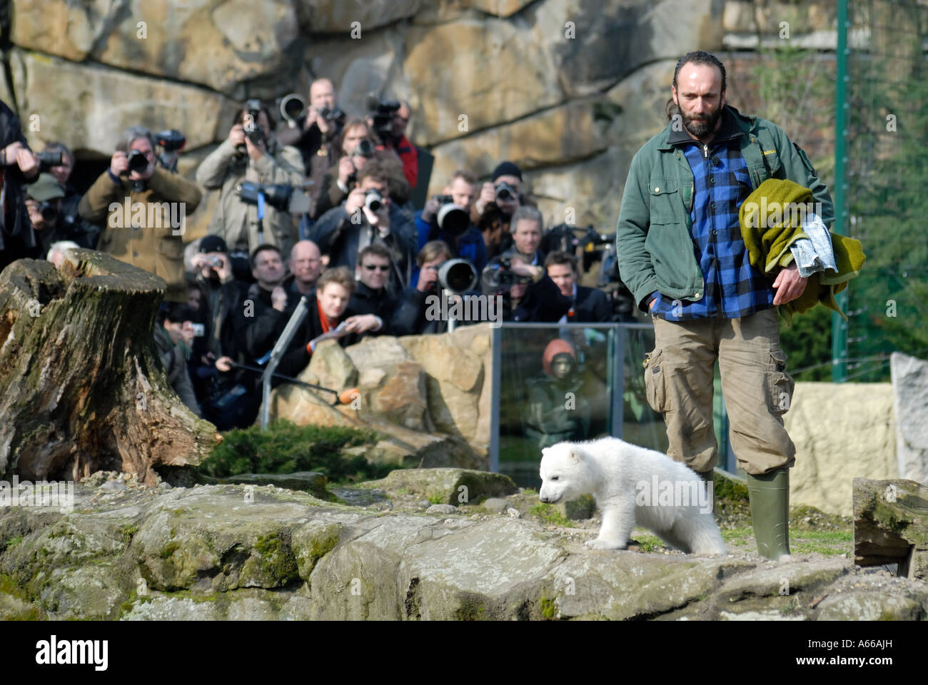 Knut the polar bear in Berlin Zoo Stock Photo - Alamy