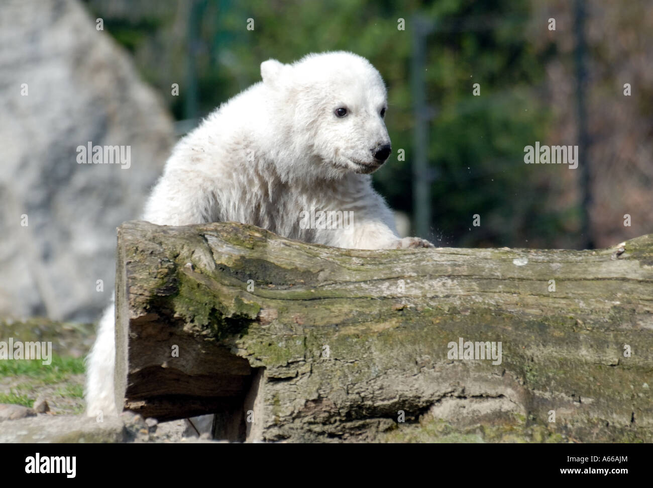 Knut the polar bear in Berlin Zoo Stock Photo - Alamy