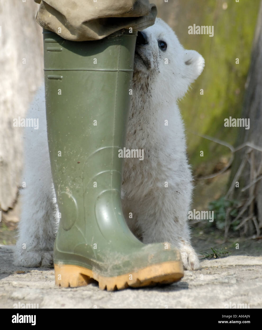 Knut the polar bear in Berlin Zoo Stock Photo - Alamy