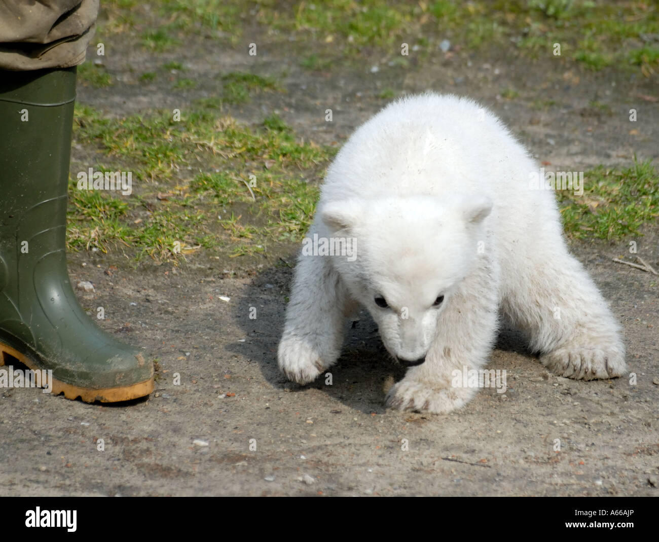 Knut the polar bear in Berlin Zoo Stock Photo - Alamy