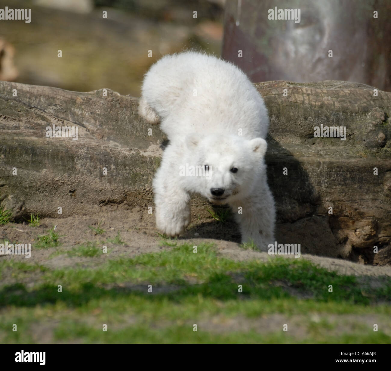 Knut the polar bear in Berlin Zoo Stock Photo - Alamy