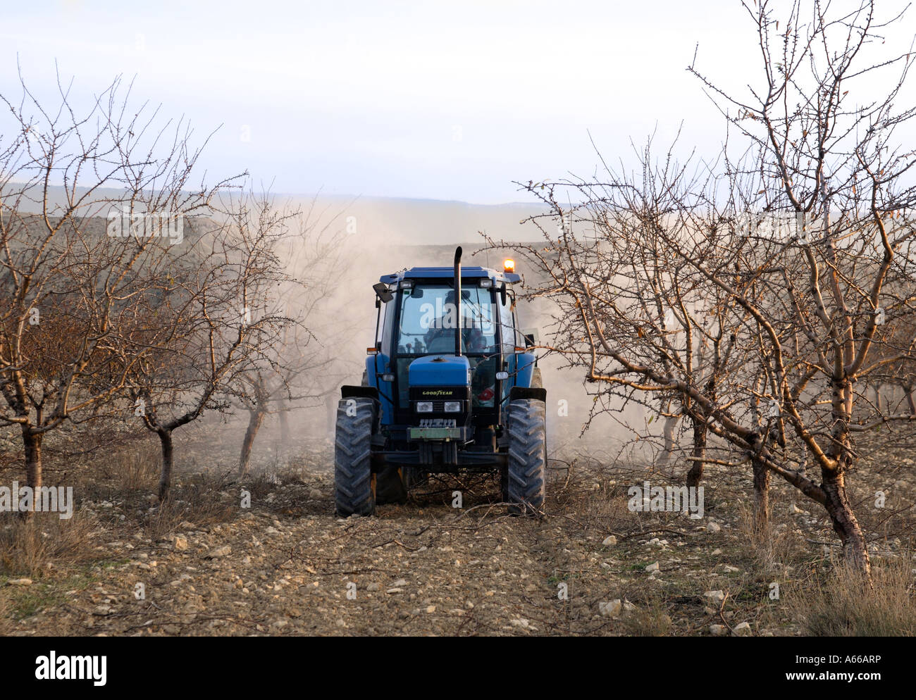 a farmer driving a tractor through a field with small fruit trees Stock ...