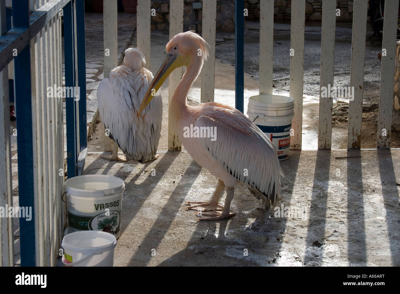 Pelicans in Agia Napa Cyprus Stock Photo - Alamy