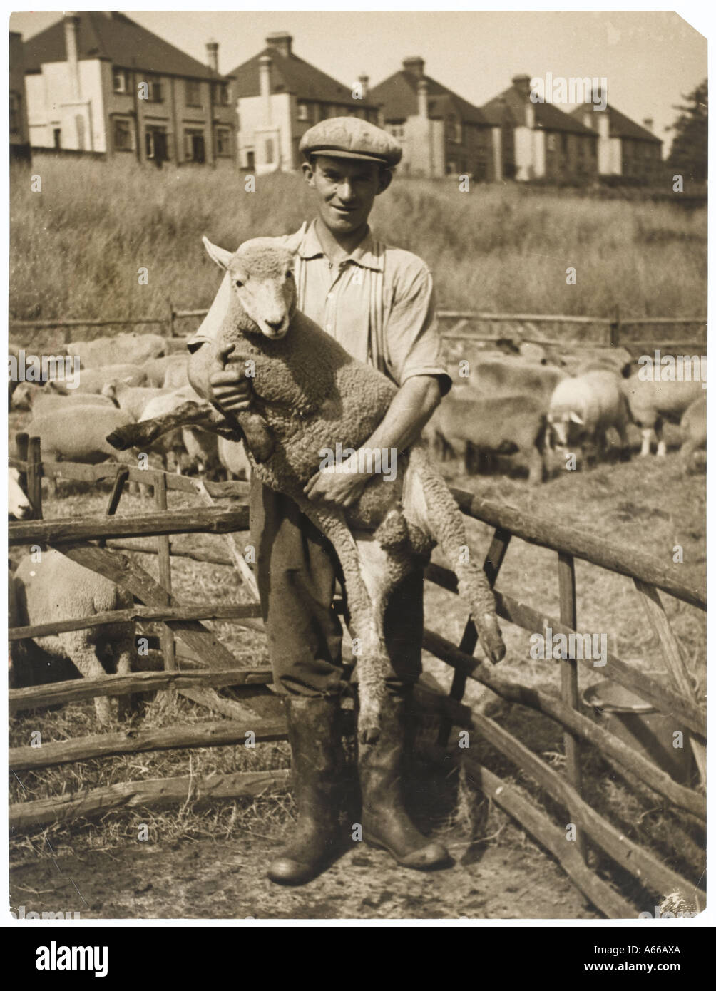 How To Hold Sheep Stock Photo - Alamy