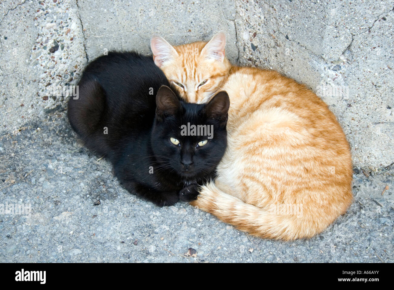 Two cats hi-res stock photography and images - Alamy