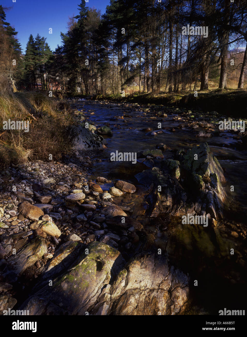 River in woodland near Tyndrum, Scotland Stock Photo - Alamy