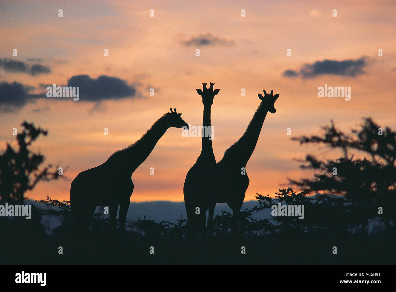 Masai Giraffe at sunset Masai Mara National Reserve Kenya Stock Photo ...
