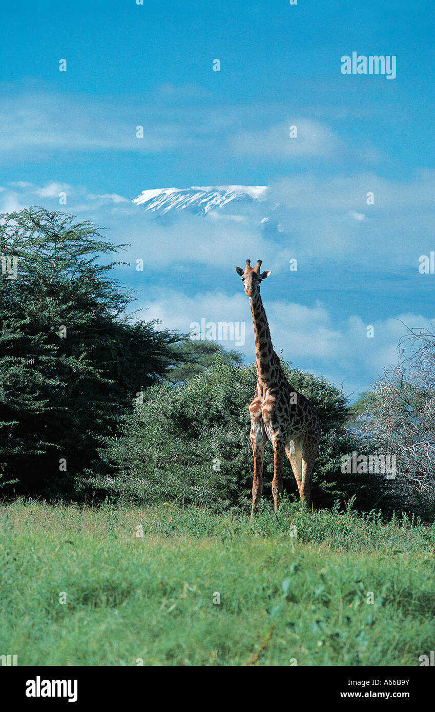 Masai Giraffe and snow dome of Mountain Kilimanjaro Amboseli National ...