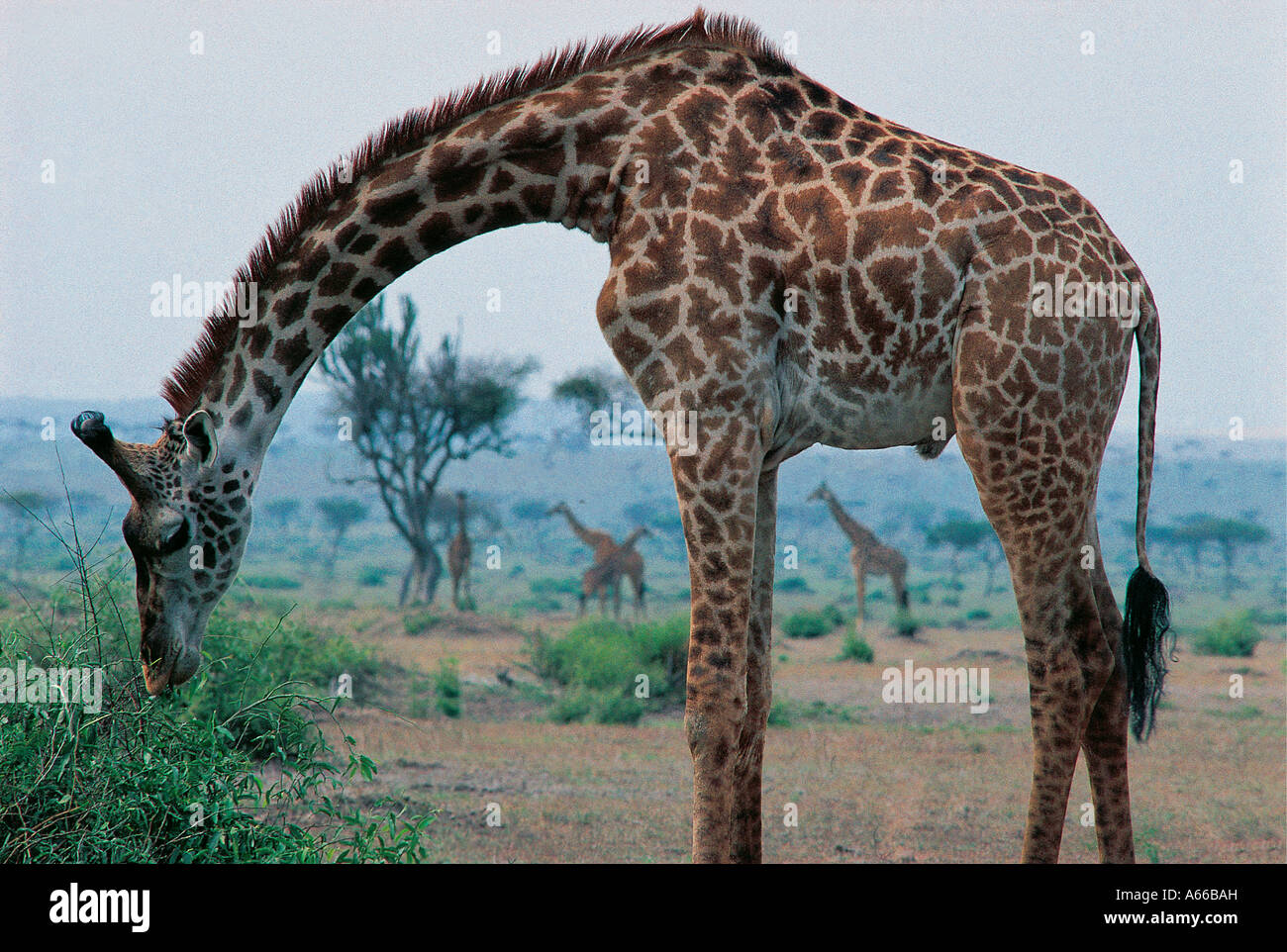 Giraffe tail hi-res stock photography and images - Alamy