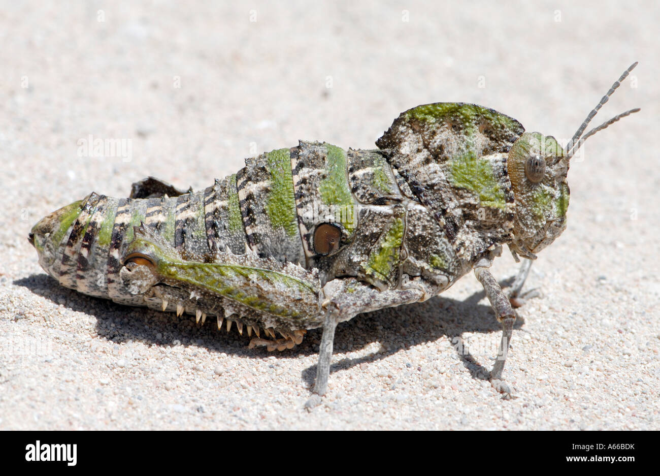 A fine large specimen of a Toad Grasshopper Pamphagidae Stock Photo - Alamy