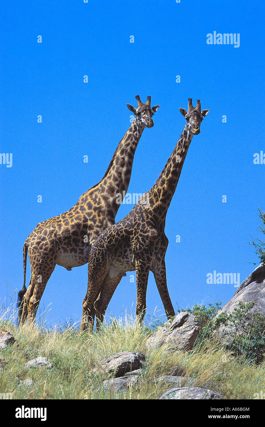 Two male Masai Giraffe Serengeti National ParkTanzania East Africa ...