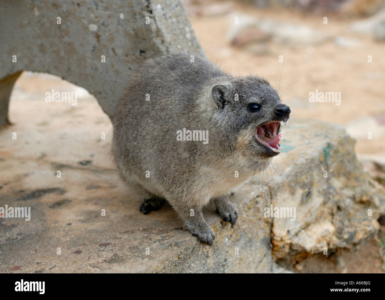 Hyrax teeth hi-res stock photography and images - Alamy