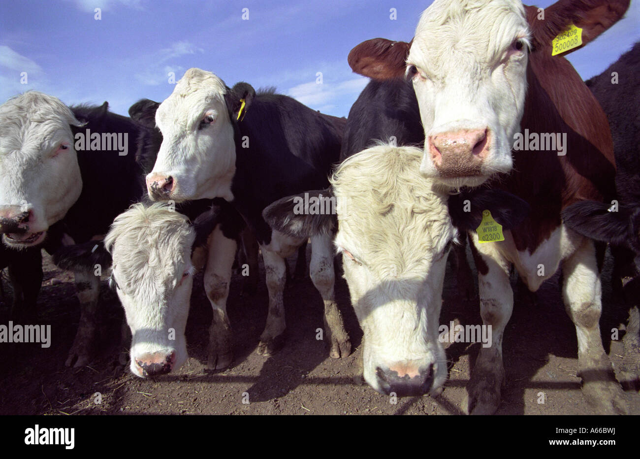 cows peering into the lens looking at what is going on around them ...