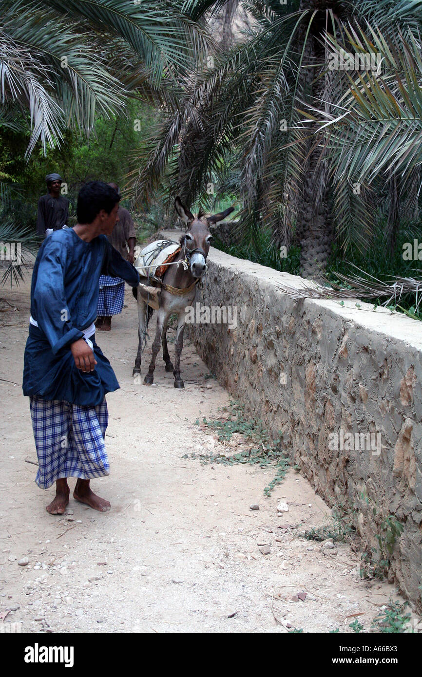 Saudi people donkey hi-res stock photography and images - Alamy