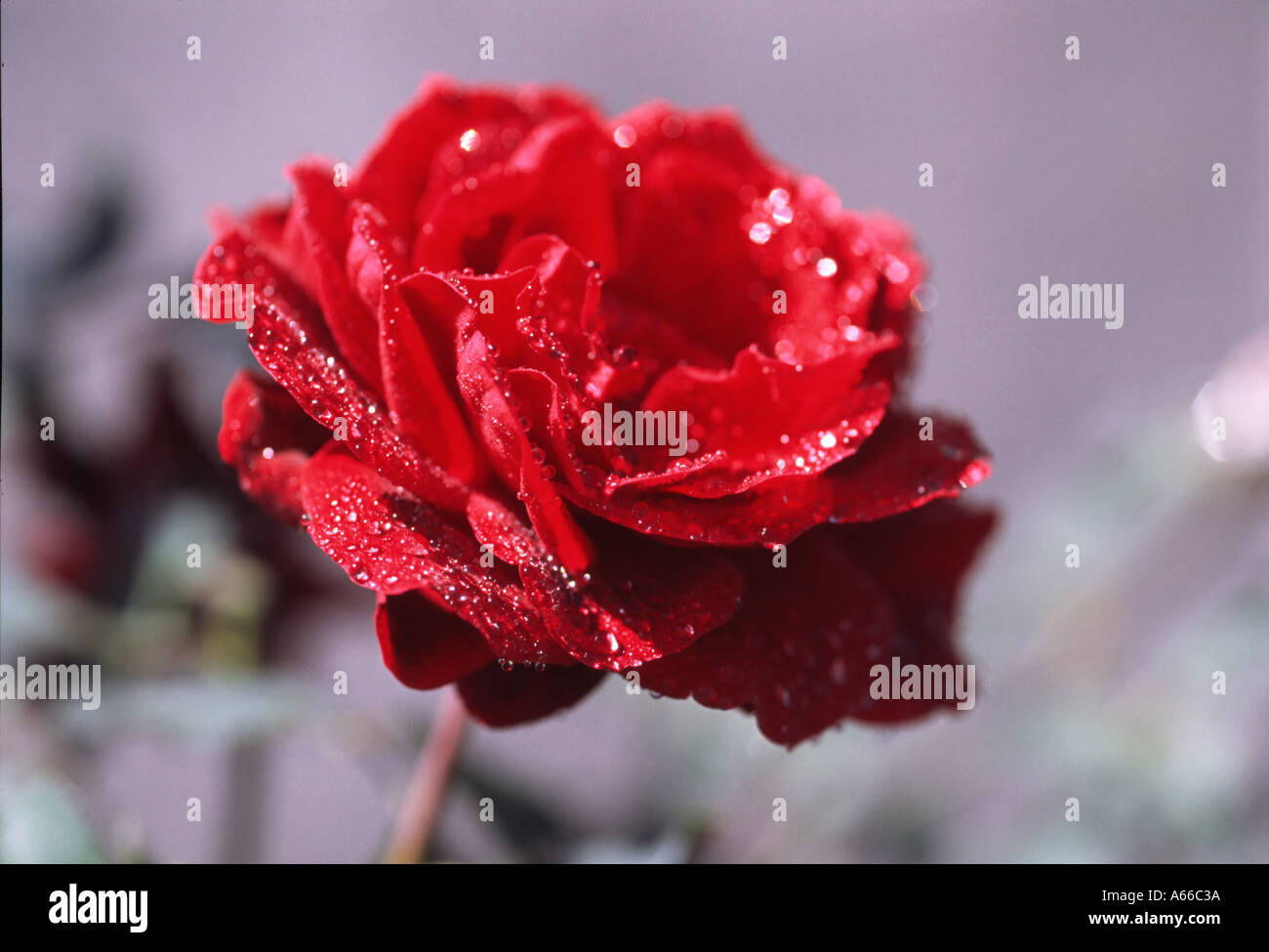 A single red rose Stock Photo - Alamy