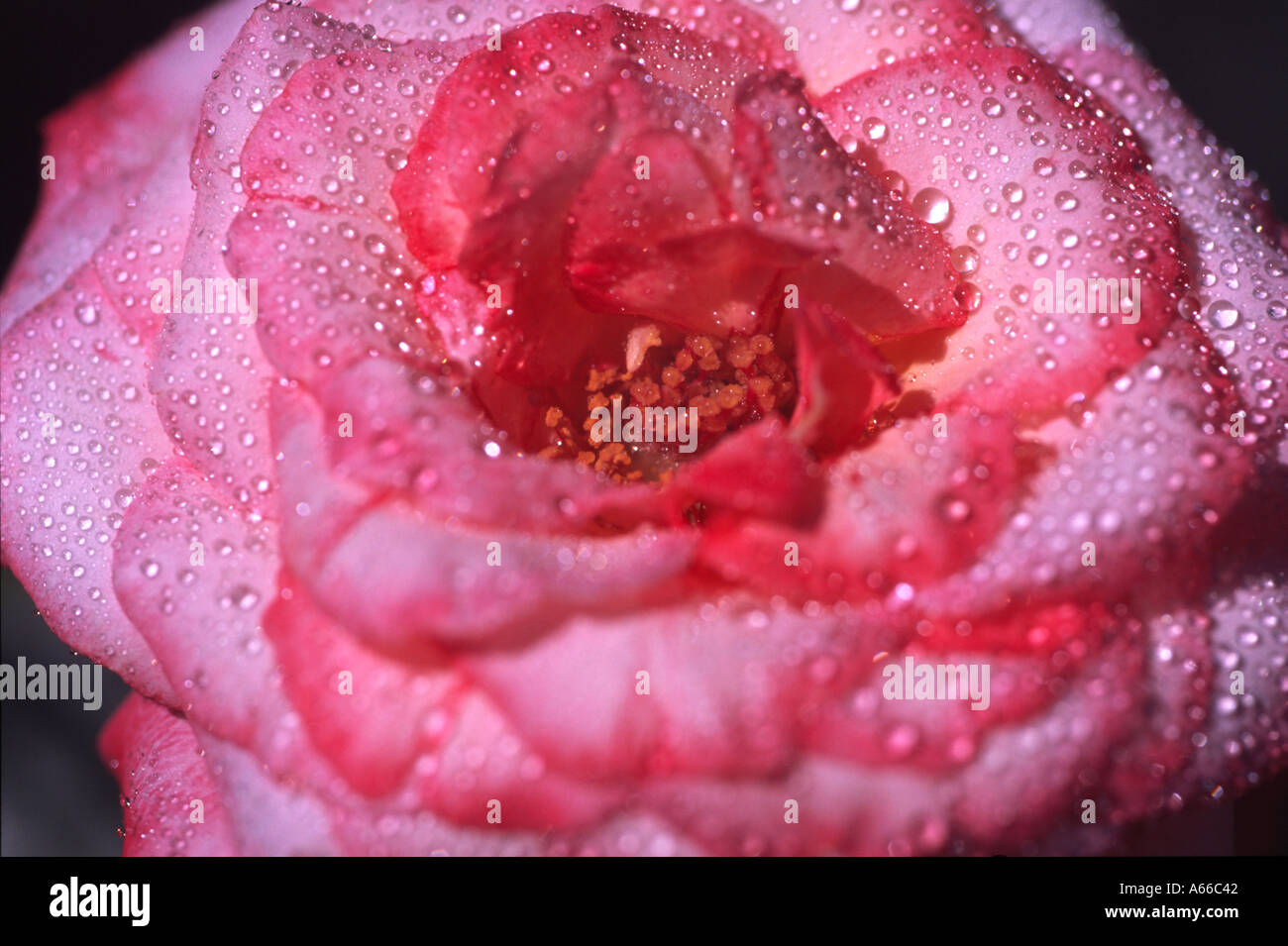 A single pink rose Stock Photo - Alamy
