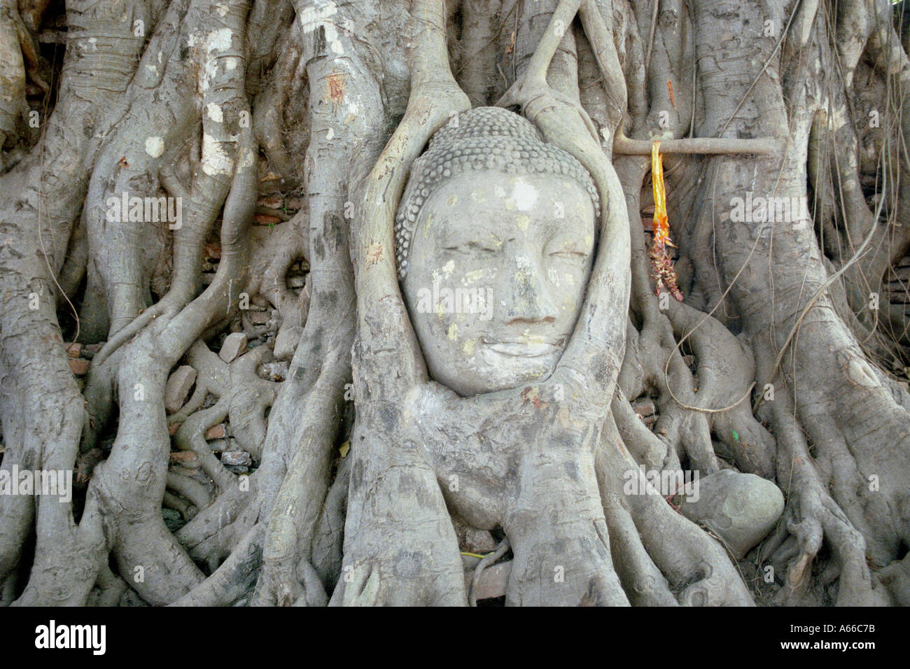 Buddhas head in a tree hi-res stock photography and images - Alamy