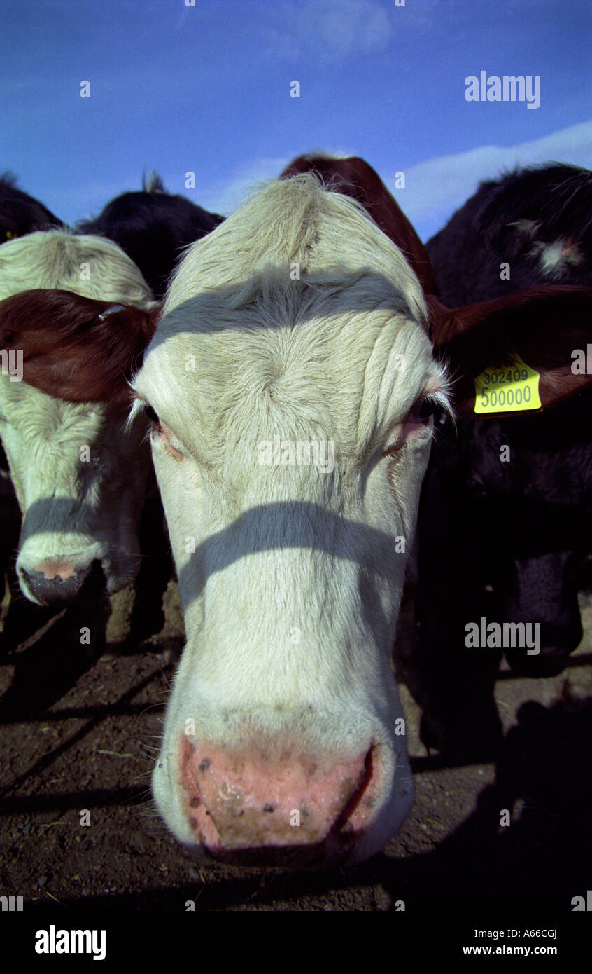 cows peering into the lens looking at what is going on around them ...
