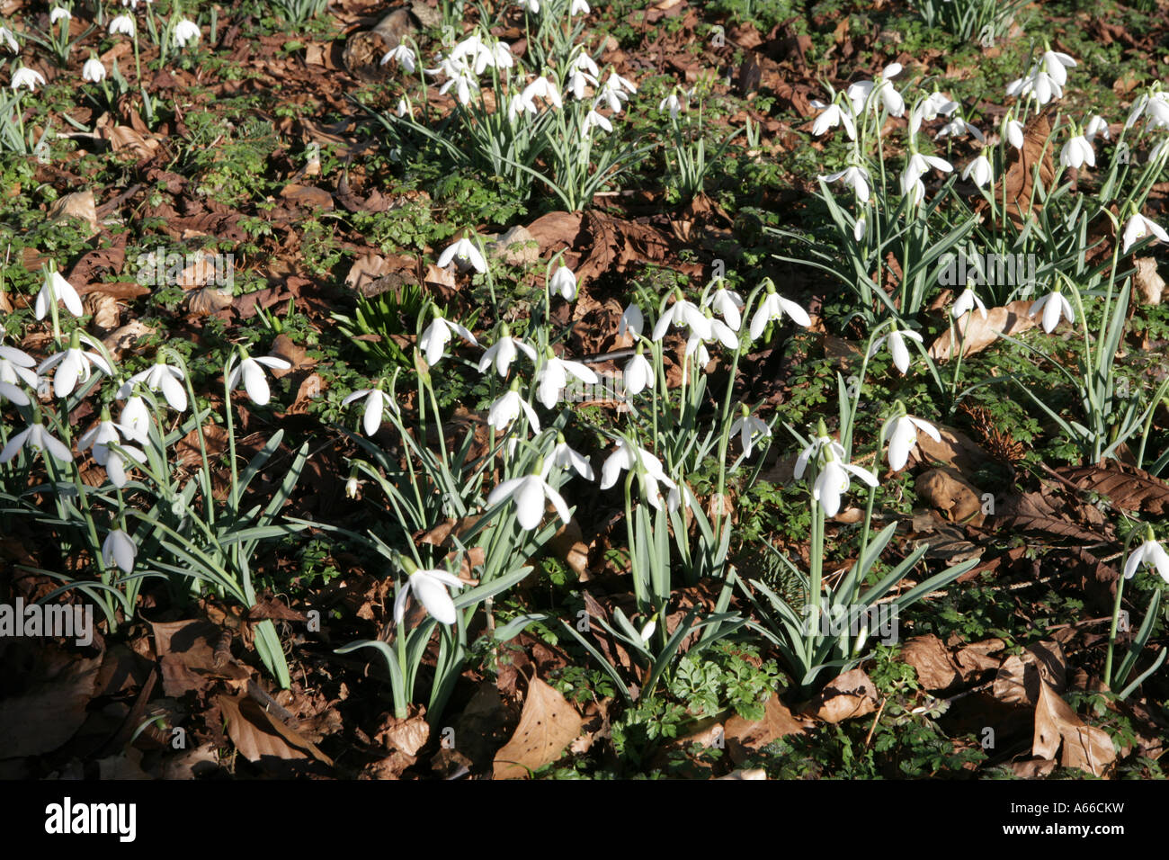 Colesbourne hi-res stock photography and images - Alamy