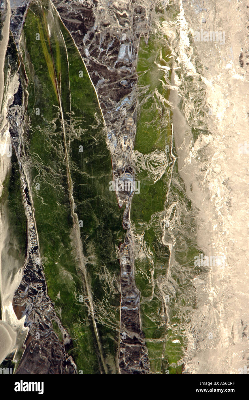 Ice sculpture with green leaves frozen inside the ice Stock Photo - Alamy