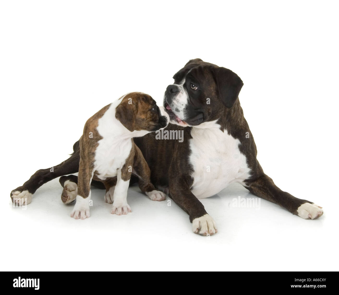 boxer dog and puppy Stock Photo - Alamy