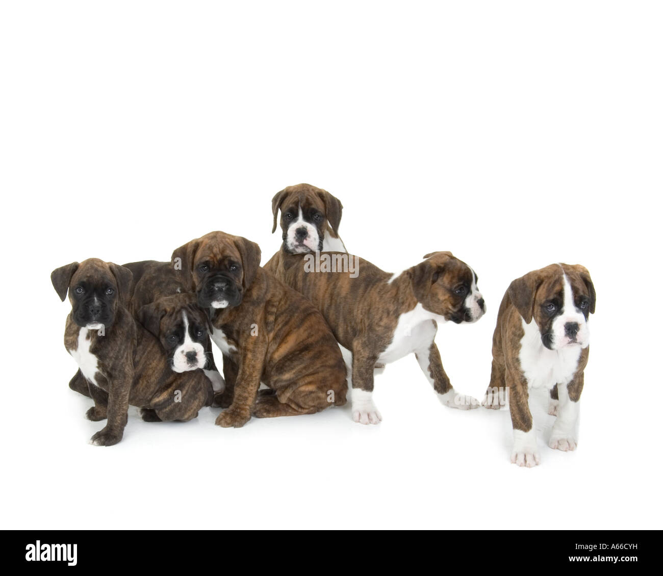 group of boxer dog puppies Stock Photo - Alamy