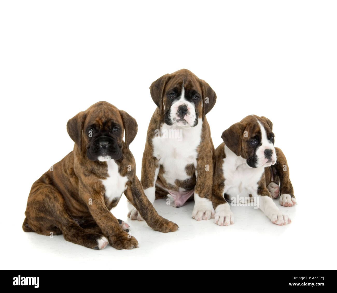 group of boxer dog puppies Stock Photo - Alamy