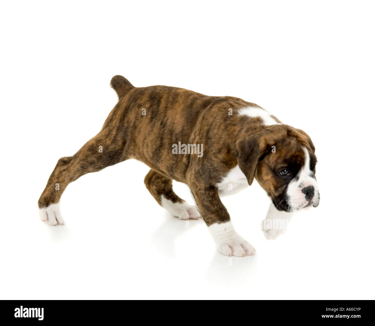 Boxer dog hi-res stock photography and images - Alamy