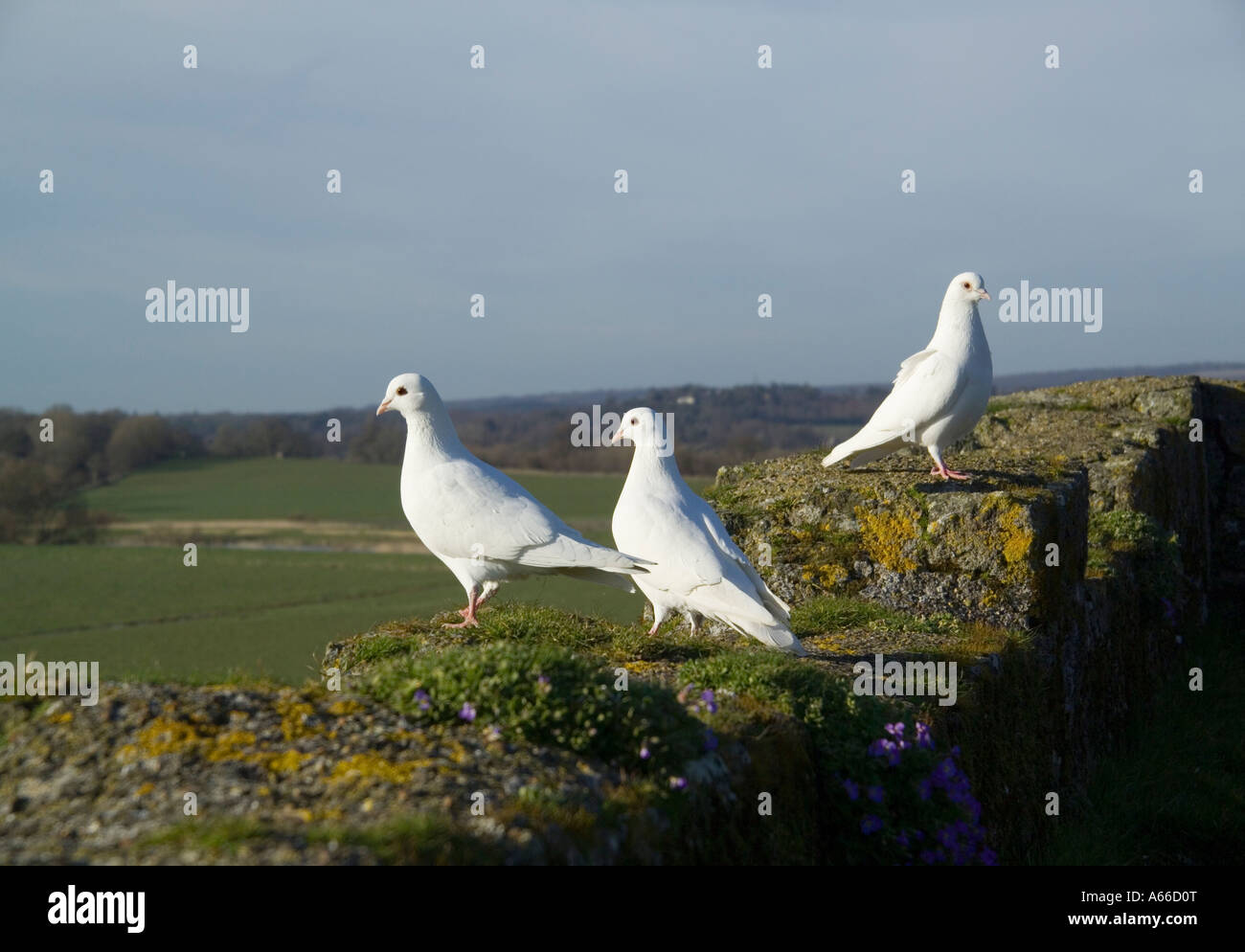 three white doves Stock Photo - Alamy