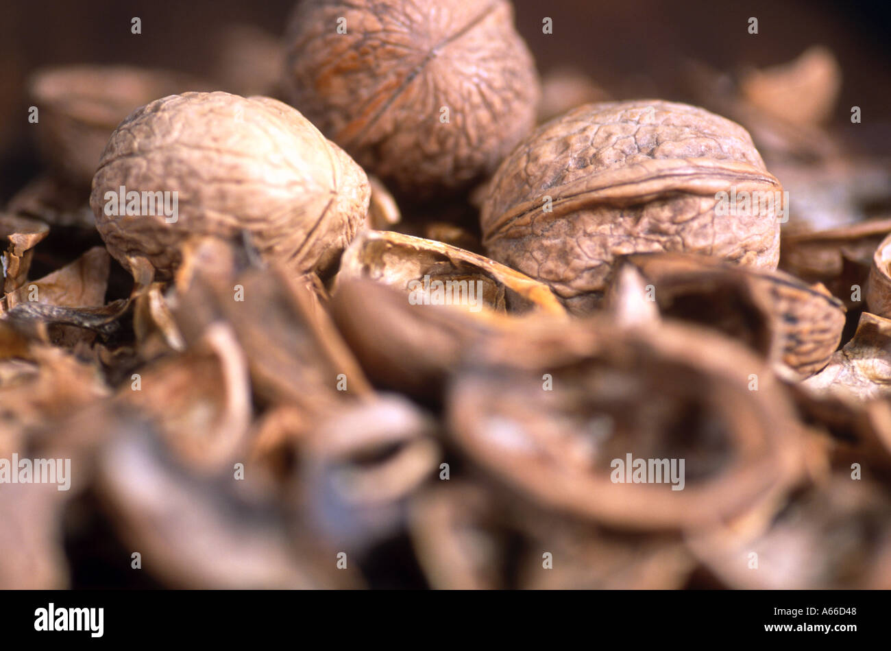 Wall Of Shells High Resolution Stock Photography and Images - Alamy