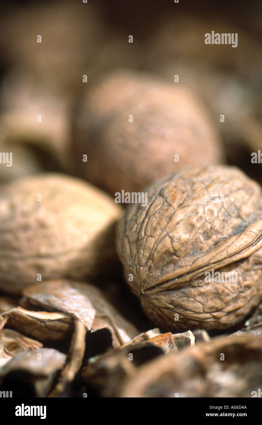 Wall Of Shells High Resolution Stock Photography and Images - Alamy