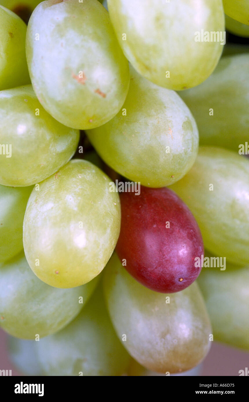 Grapes odd one out Stock Photo - Alamy