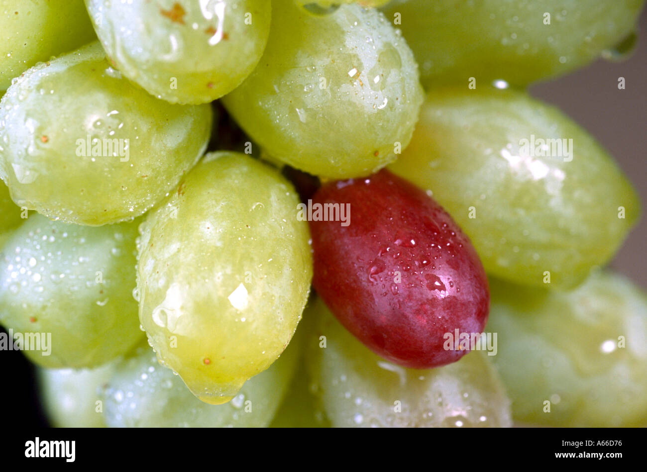 Grapes odd one out Stock Photo - Alamy