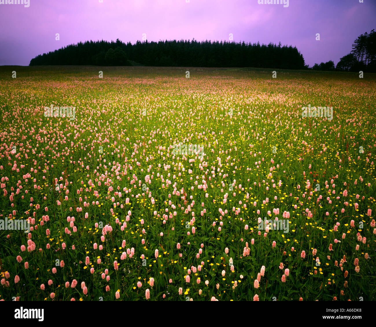 Flux weed hi-res stock photography and images - Alamy