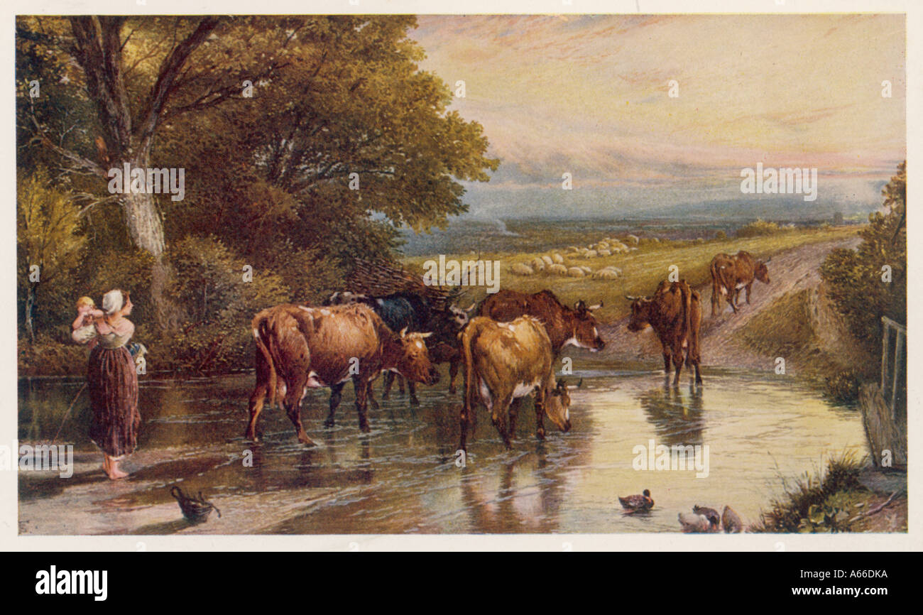 Cattle Returning Home Stock Photo - Alamy