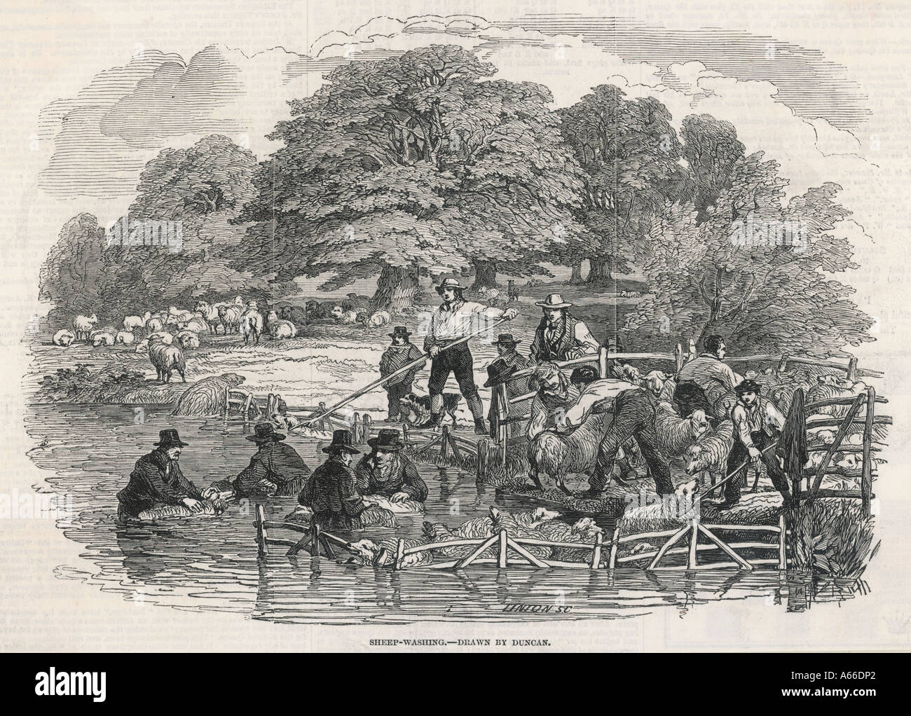 Sheep Washing 1846 Stock Photo - Alamy