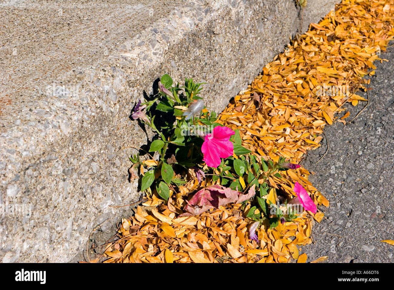 Flower growing along a curb Stock Photo - Alamy